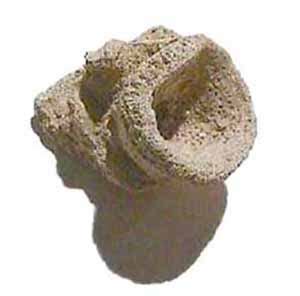 Sea Sponge Fossils Crystalinks