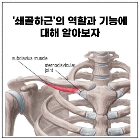 쇄골에 있는 쇄골하근의 역할과 기능에 대해 알아보자 네이버 블로그