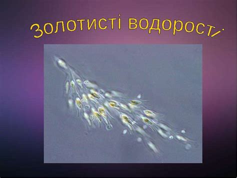 Презентация на тему Водорості скачать бесплатно презентации по