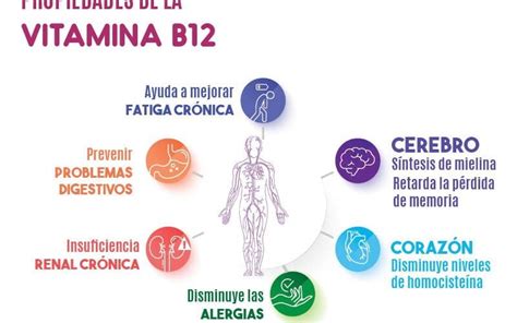 Beneficios de Vitamina B12 Energía Memoria y Salud Cardiovascular