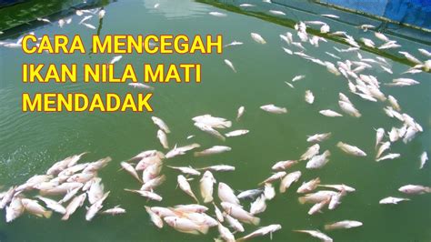 Ikan Nila Banyak Yang Mati Steven May