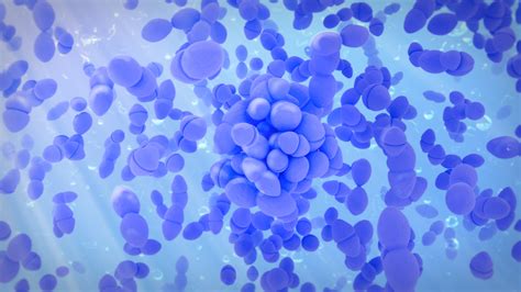 Enterococcus Cocci Bacterium Behance