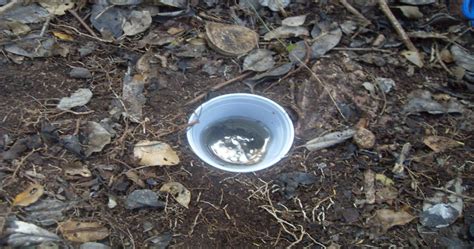 Armadilha De Solo Do Tipo Pitfall Utilizada Para Coleta De Artrópodes