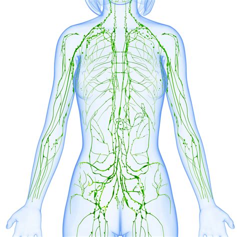 The Lymph Nodes And Lymphatic System