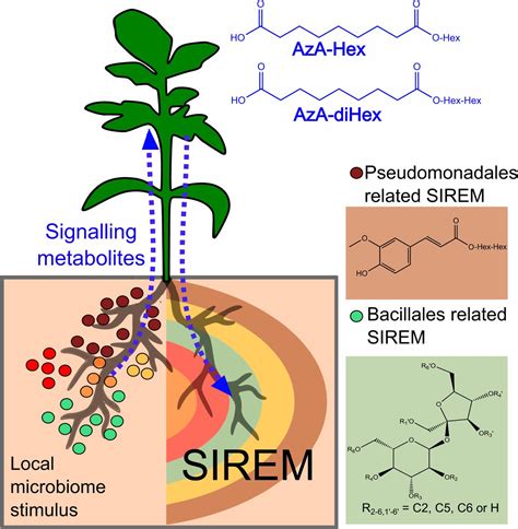Rhizosphere Microbiome Mediates Systemic Root Metabolite Exudation