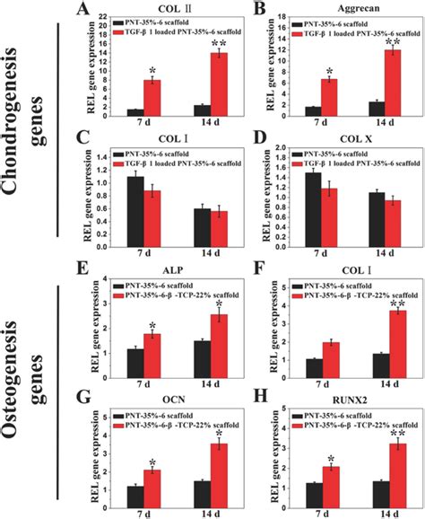 Gene Analysis For Chondrogenic Differentiation And Osteogenic