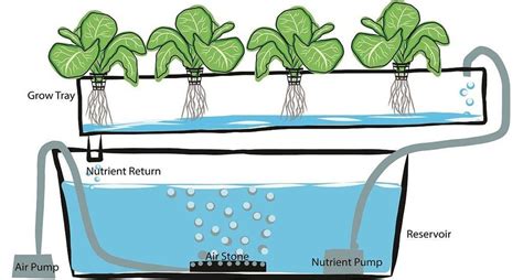 Hydroponics System Revolutionize Your Urban Garden Gardening City