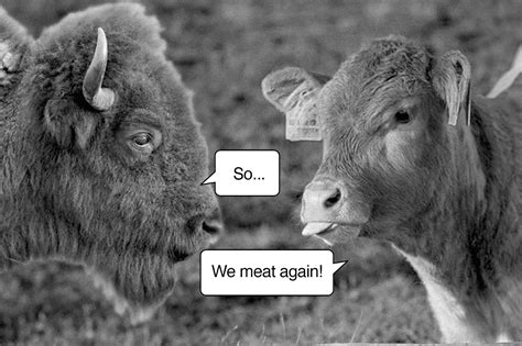 Bison Vs Beef Which Is Better For The Gainz Power Athlete