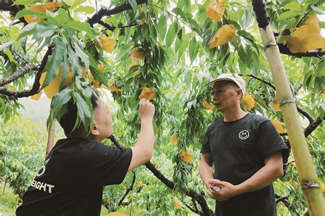 奉化水蜜桃抢鲜上市