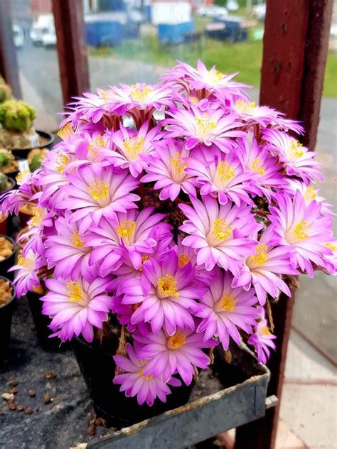 Mammillaria Saboae Ssp Roczekii