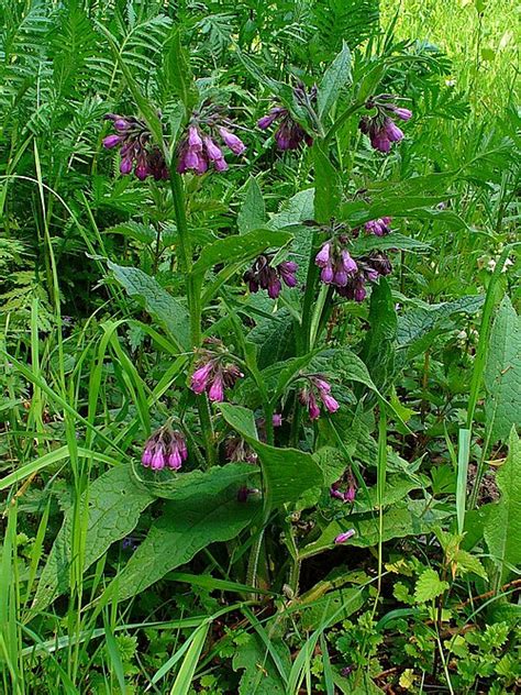 Gemeiner Beinwell – Hortipendium
