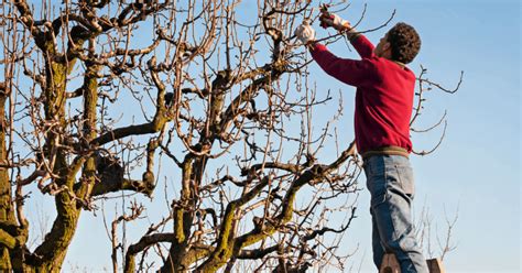 How To Prune A Tree To Grow Taller Complete Guide