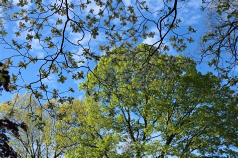 Canopy Trees Mostly Native Shade