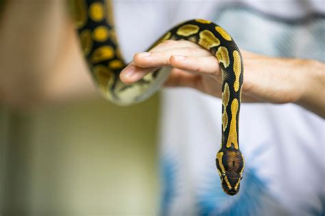 Ball Python Body Language Medusas Pythons