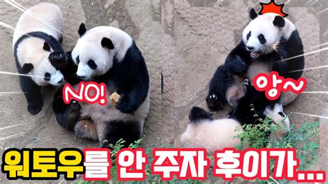 아여사가 워토우를 안 주자 후이가 엄마 다리를 앙~ 😱눕방의 황제 러바오 역시🤣 Youtube
