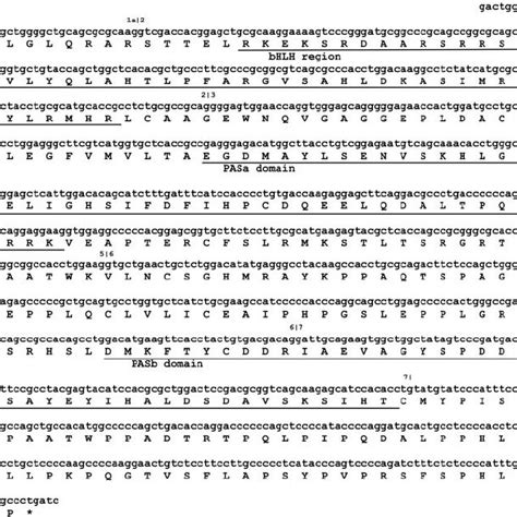 primary sequence predicted amino acid sequence and domain structure