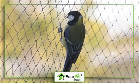 Feathered Haven Design An Ideal Setting For The Health Of Your Bird