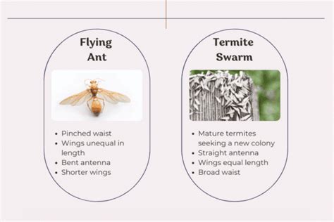 Termite Issues In Georgia Flying Ants Or Termites