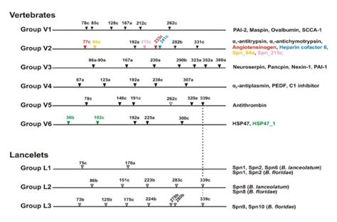 Intron Coded Classification Of Serpin Genes From Vertebrates And