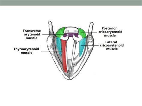 Physiology Of Phonation By Dr Farhat Khan Pptx