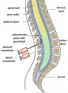 Epidural Space