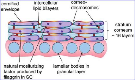 Sc Architecture During The Final Trimester A Remarkable Process Of