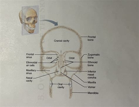 Cranial Cavity Flashcards Key Terms And Definitions For Biology Flashcards Quizlet