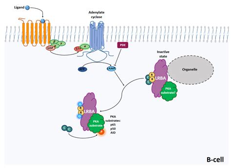 Ijms Free Full Text Role Of Protein Kinase A Activation In The