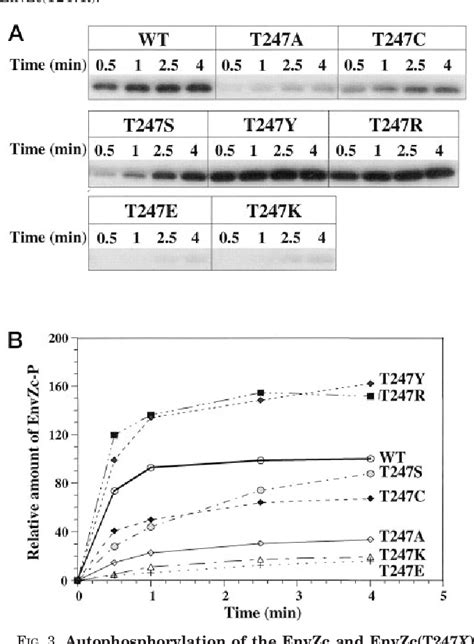 Figure 3 From The Critical Role Of The Conserved Thr247 Residue In The
