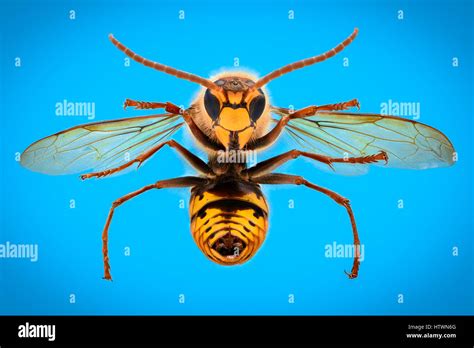 Wespen makro Fotos und Bildmaterial in hoher Auflösung Alamy