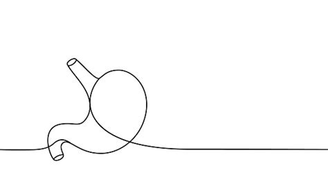 Human Stomach One Line Continuous Drawing Human Organ Continuous One