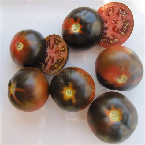 Семена томата «Chestnut Chocolate» (Каштановый Шоколад), серия «От ...