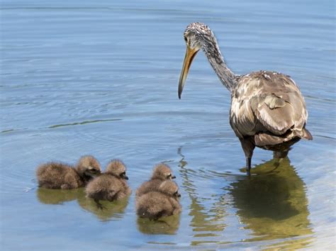 25 Common Birds In Florida Identification Guide Florida Trippers