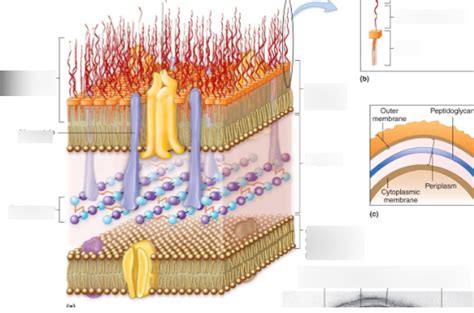 Prokaryotes Diagram Quizlet