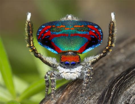 273 Best Peacock Spider Images On Pholder Nature Is Fucking Lit Interestingasfuck And