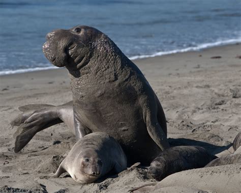 Filemating Scene With Elevated Alpha Male Elephant Seals Of Piedras Blancas Wikipedia
