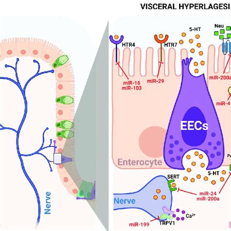 Regulation Of Mirnas Expression On Visceral Hyperalgesia In Ibs