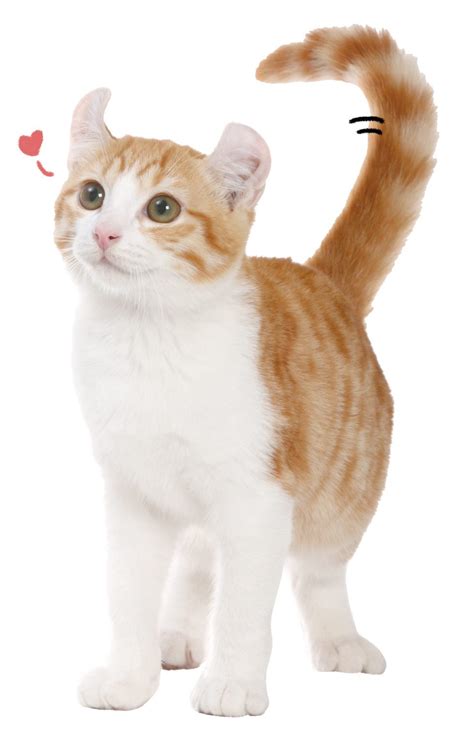 貓咪尾巴搖搖會說話 HotPets 哈寵誌
