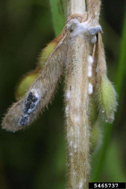 Understand White Mold Disease In Soybeans Crop Science Us