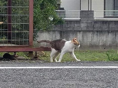 がっちゃん on Twitter 猫を愛でる 可愛いニャ https t co cTHZYx unq