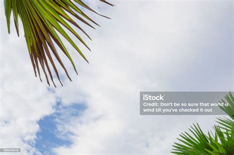 선명한 푸른 하늘에 푹신한 흰색 구름의 부드러운 파도의 위쪽 보기 전경에 녹색 잎 야자수 0명에 대한 스톡 사진 및 기타 이미지 0명 결정체 경관 Istock