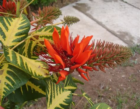 Erythrina Variegata En Flor Por Primera Vez