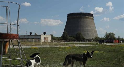 Scientists Are Puzzled By The Unique Dna Of The Chernobyl Mutant Dogs