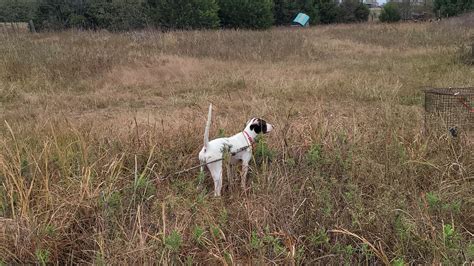 Elhue Lf Pointer Kate