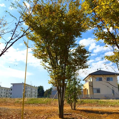 ケヤキ 株立 6 0m 八進緑産株式会社