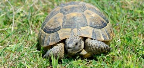 كم عمر السلحفاة u animals wd
