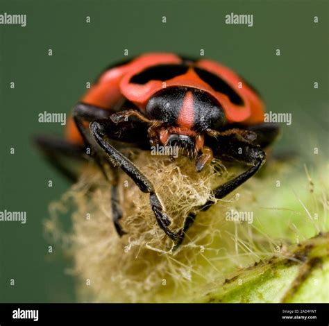 Ladybird And Parasitic Wasp Cocoon Spotted Lady Beetle Coleomegilla Maculata Protecting The