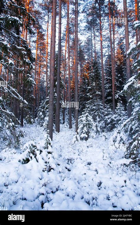 Snowy And Darkening Coniferous Boreal Forest In Estonia During A Cold