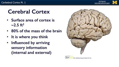 Cerebellar Cortex Anatomy