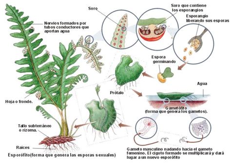 Las Pteridofitas Escuelapedia Recursos Educativos